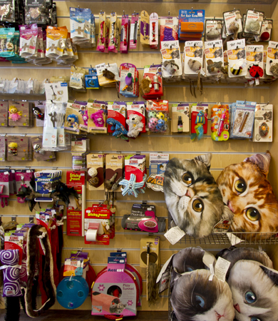 The Cat Gallery | Indie York